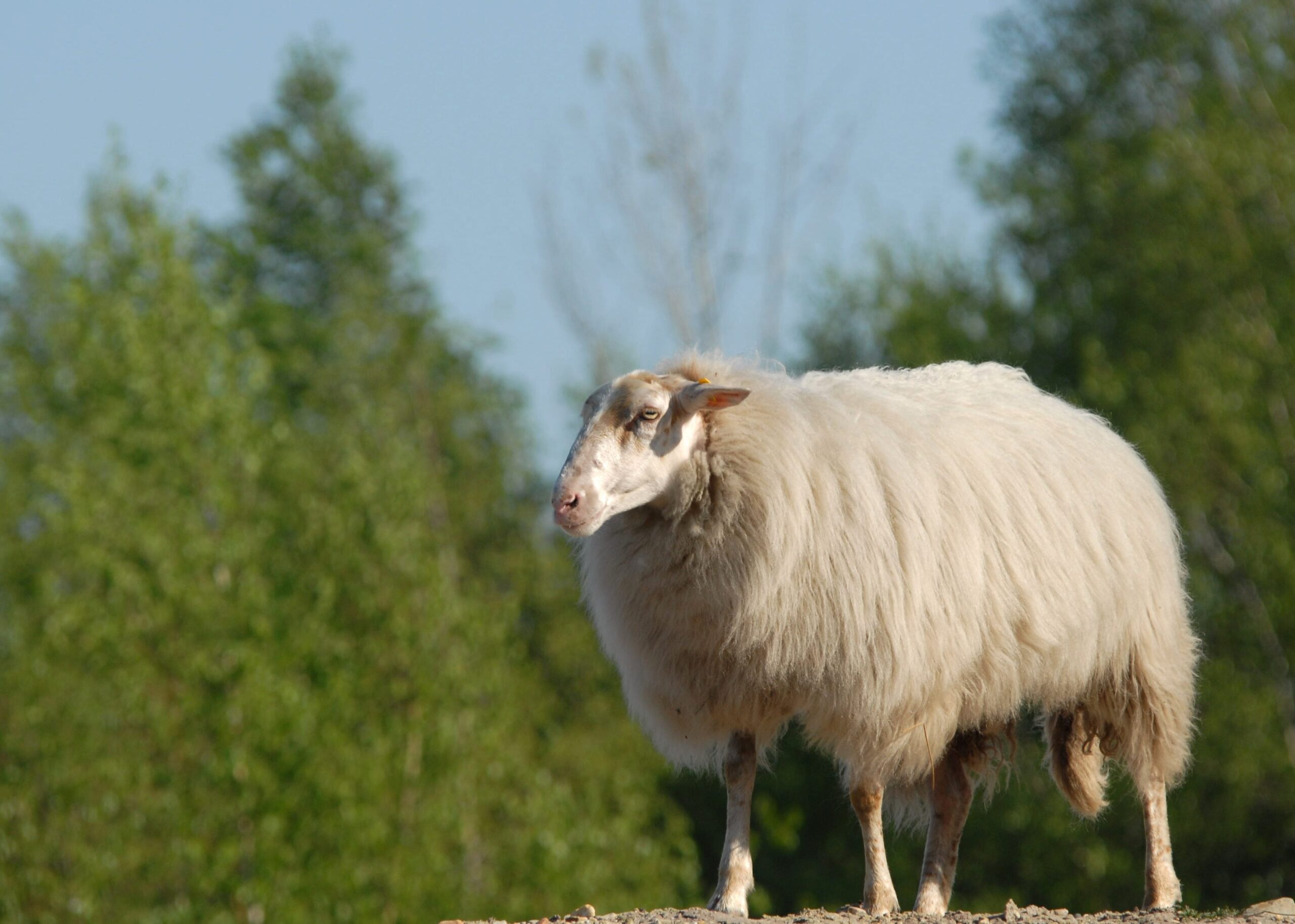 Natuurboekjes voor kinderen - Het Limburgs Landschap